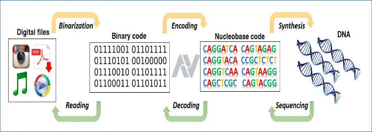 Unlocking The Future: A Comprehensive Review of Dna as A Data Storage ...